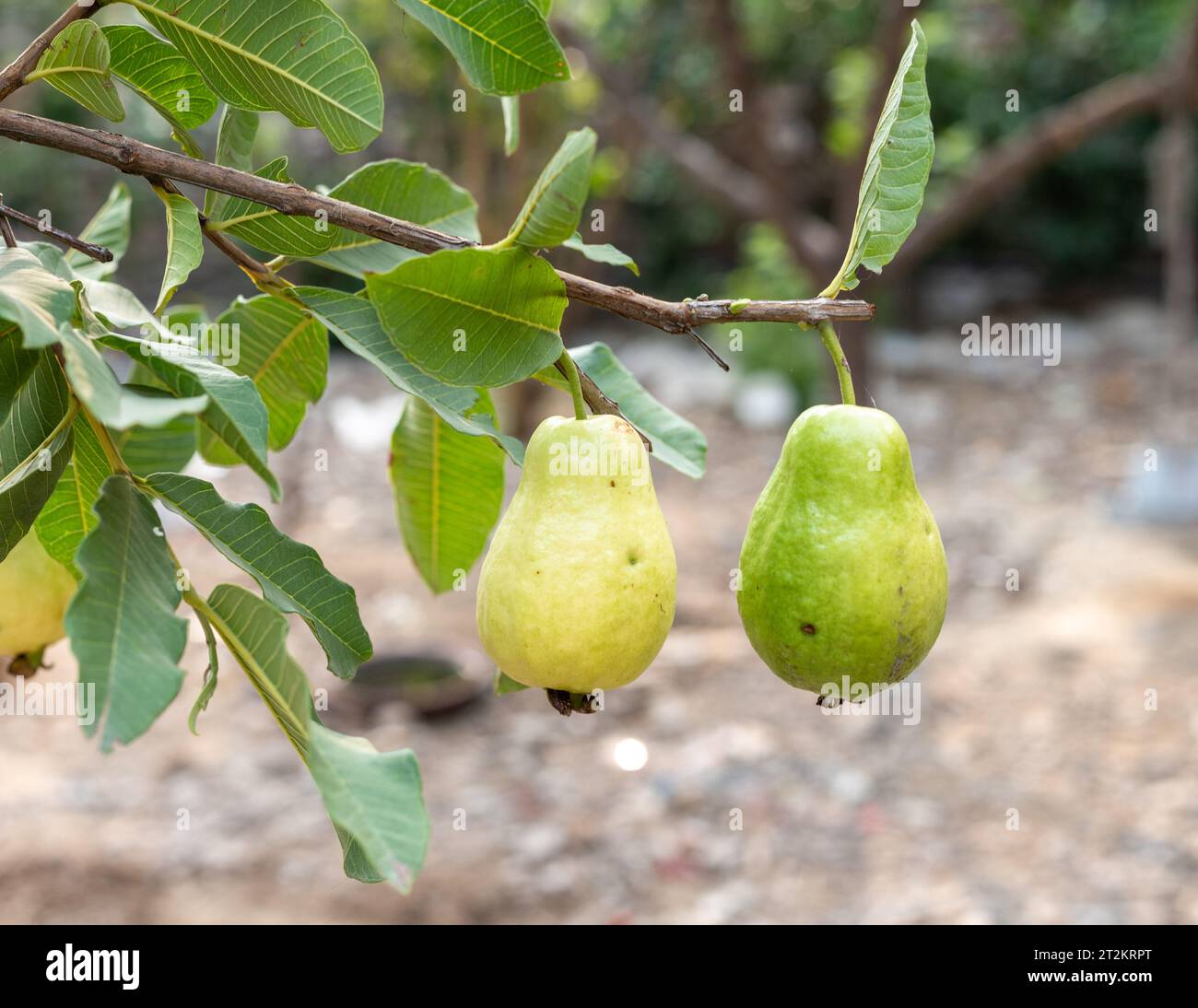 Arbre fruitier pour un petit jardin Banque de photographies et d’images ...