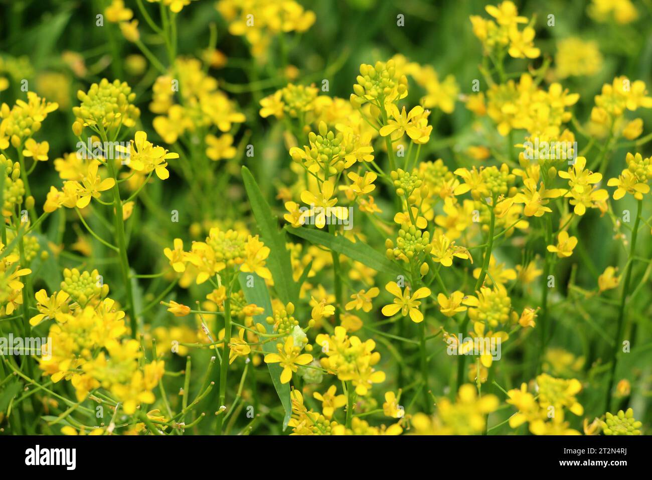 Raifort sauvage Banque de photographies et d’images à haute résolution ...