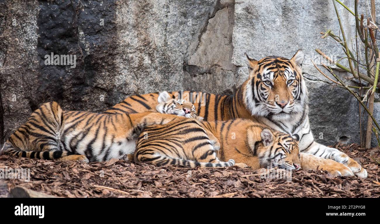 Bild Motiv : Sumatra Tiger Mayang Luise und LotteZoologischer Garten ...
