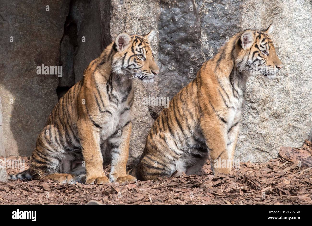Bild Motiv : Sumatra Tiger Luise und LotteZoologischer Garten ...