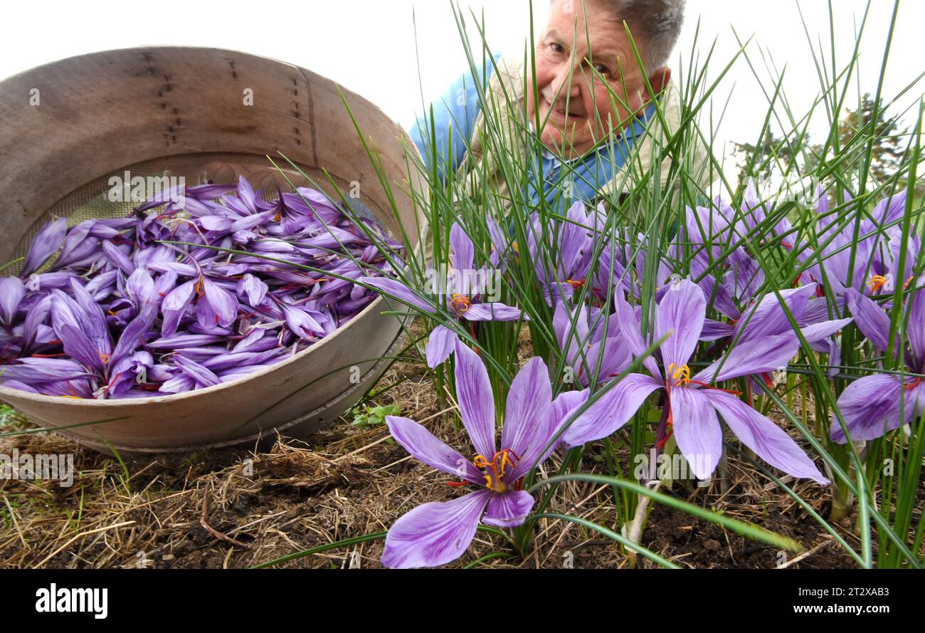 PRODUCTION - 17 octobre 2023, Saxe, Döbrichau : Harald Alex récolte les ...