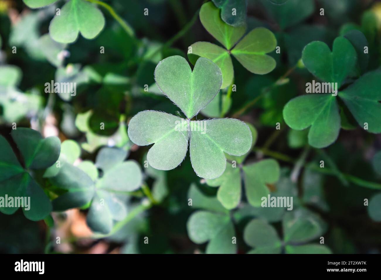 Le trèfle végétal naturel est un symbole de chance et un symbole de ...