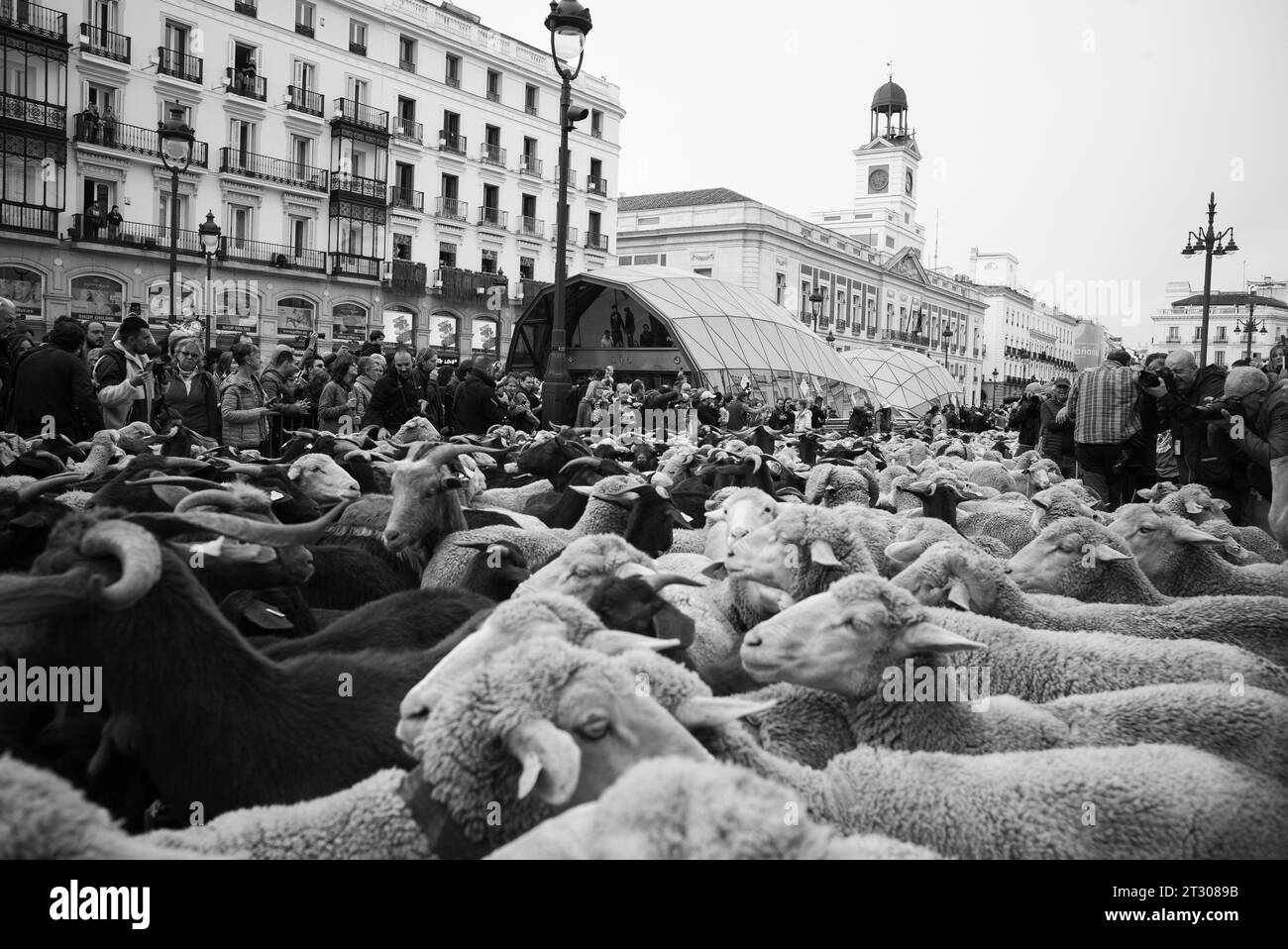 La transhumance Banque d'images noir et blanc - Alamy