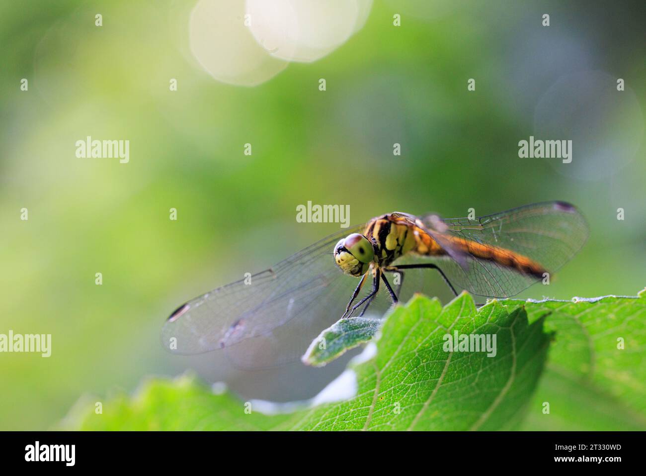 Sympetrum infuscatum libellule Banque de photographies et d’images à ...