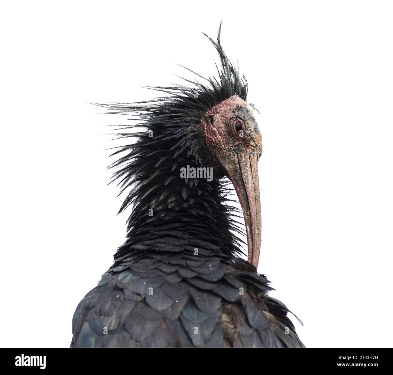 Ermite transparent Banque de photographies et d’images à haute ...