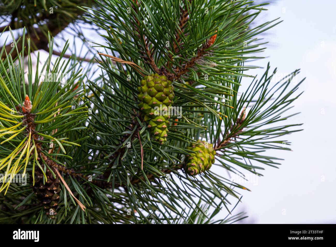 Female pine cones Banque de photographies et d’images à haute ...
