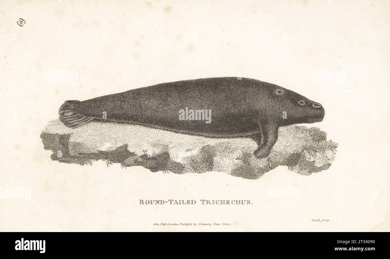 Trichechus manatus senegalensis Banque de photographies et d’images à ...