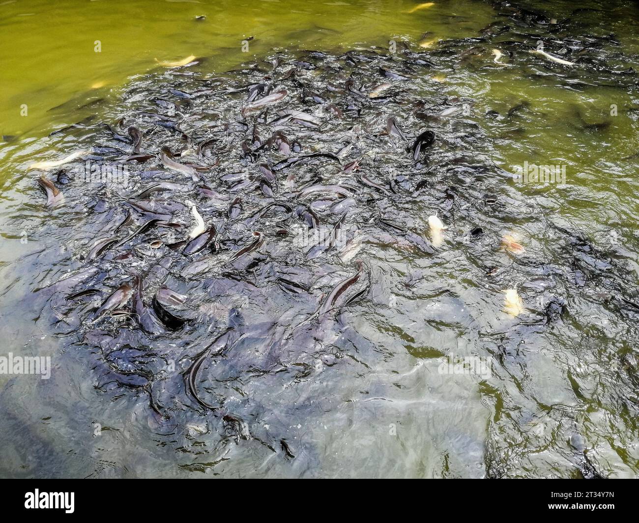 Mekon delta Banque de photographies et d’images à haute résolution - Alamy
