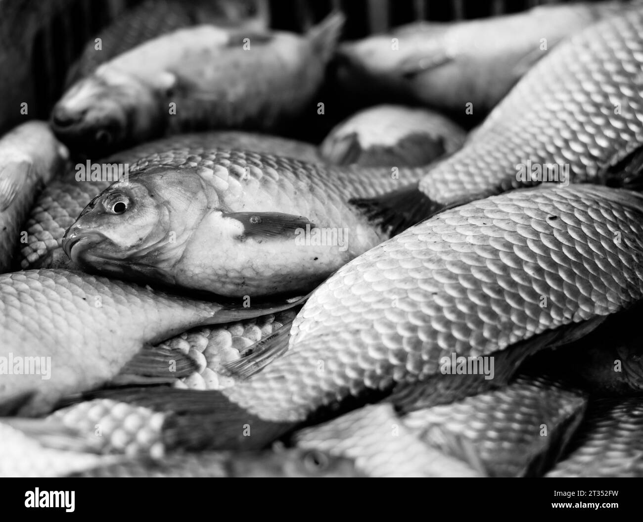 Poisson carpe cru Banque d'images noir et blanc - Alamy