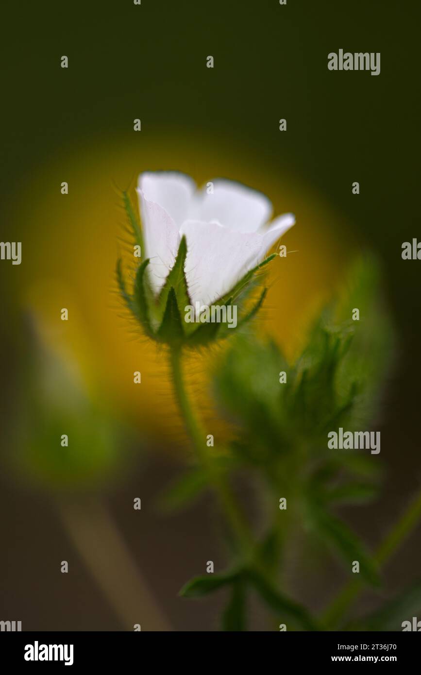 Plante de guimauve Banque de photographies et d’images à haute ...