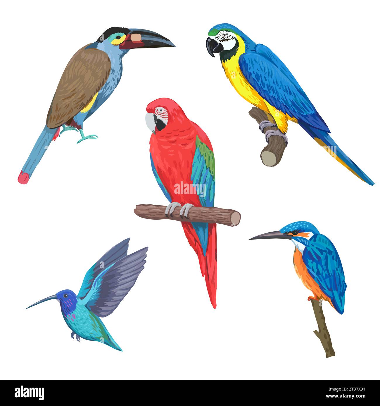 King bird of paradise Banque d'images vectorielles - Alamy