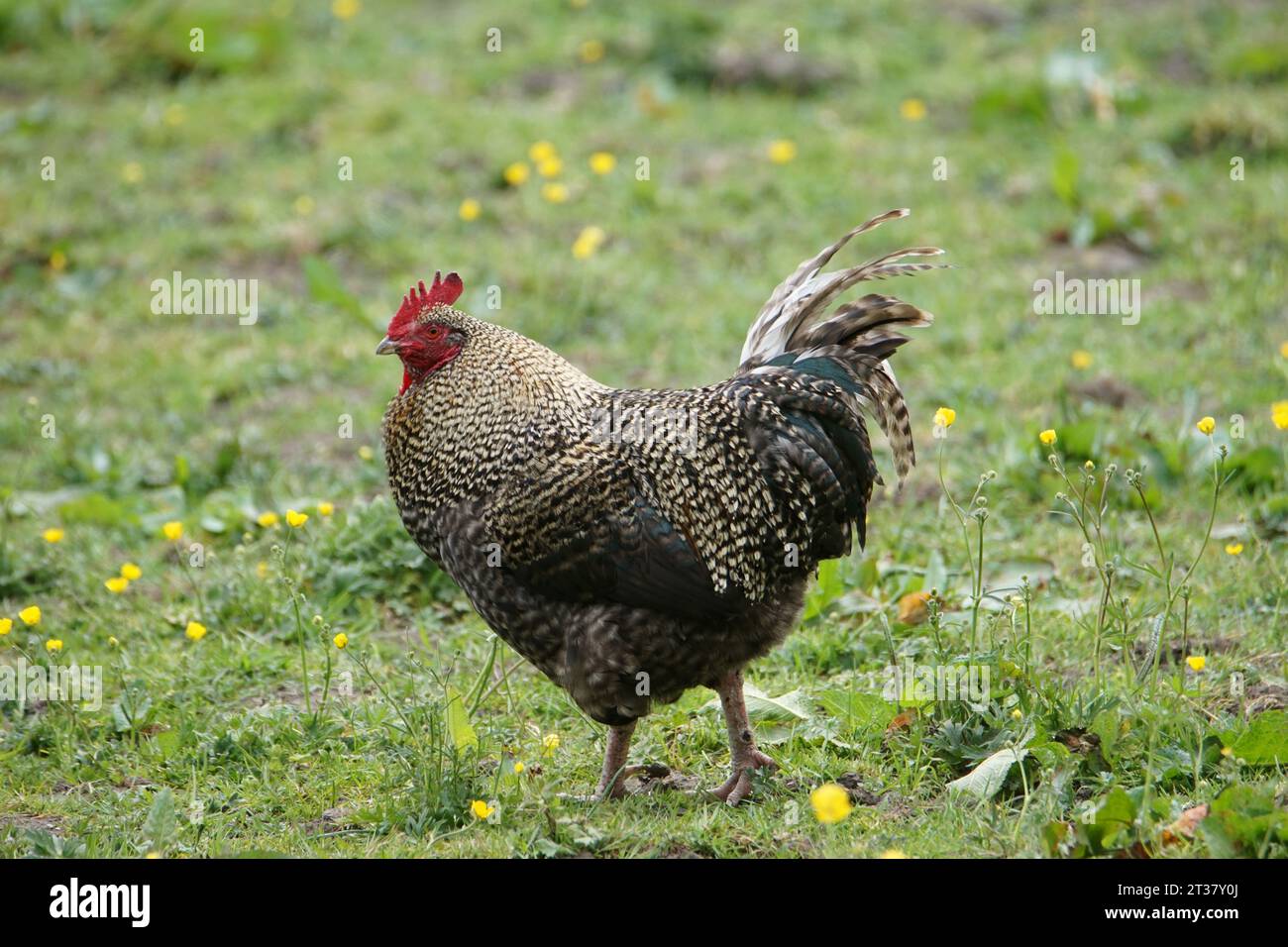 Scots dumpy chicken Banque de photographies et d’images à haute résolution - Alamy