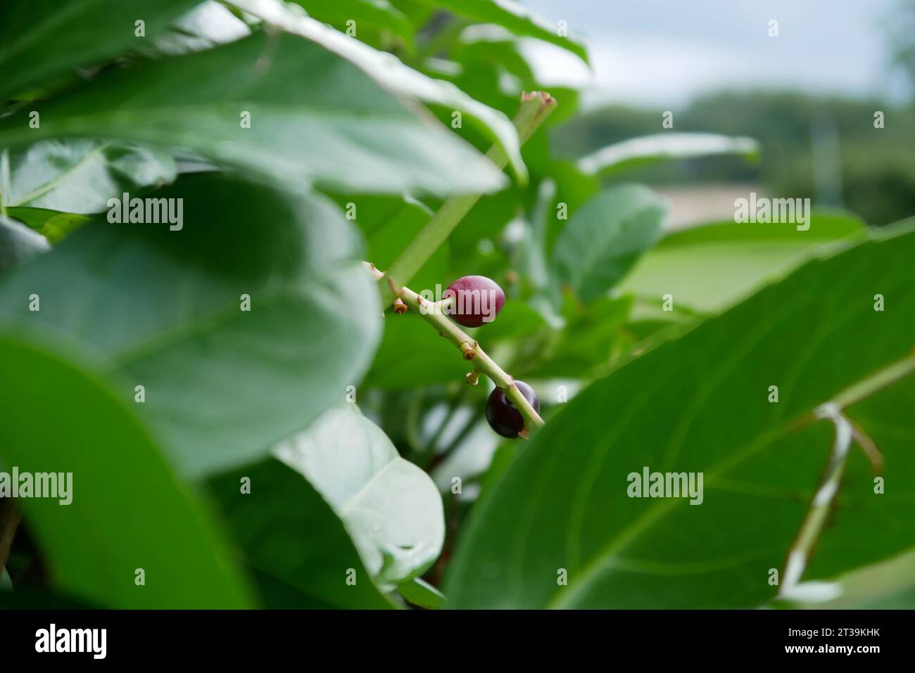 Laurier cerise Banque de photographies et d’images à haute résolution ...