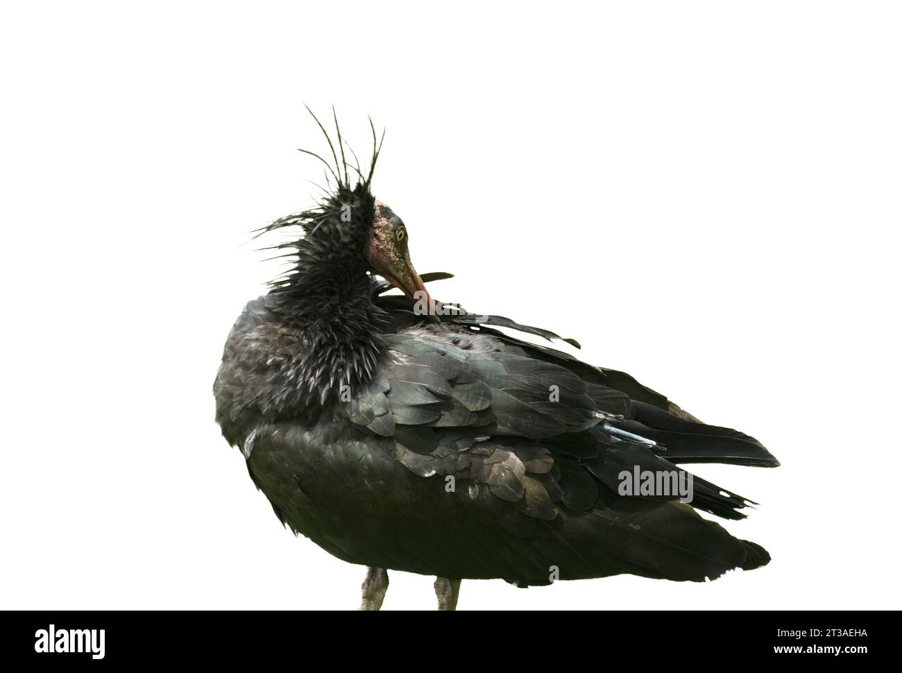 Ermite transparent Banque de photographies et d’images à haute ...