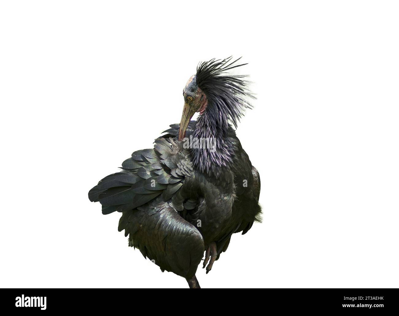 Ermite transparent Banque de photographies et d’images à haute ...