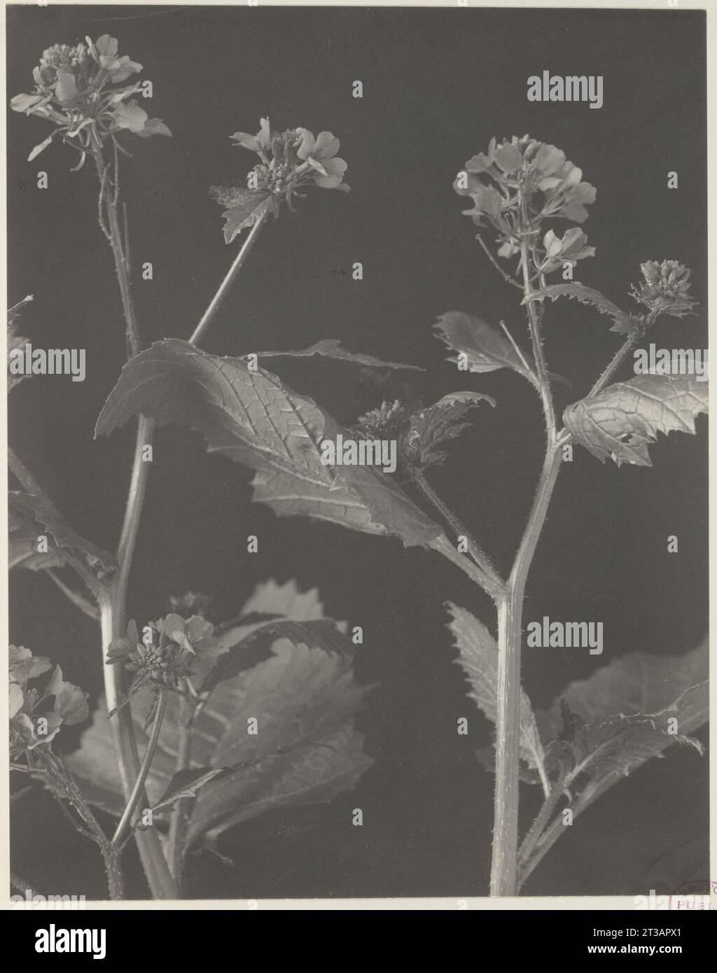 Brassica arvensis Banque de photographies et d’images à haute ...