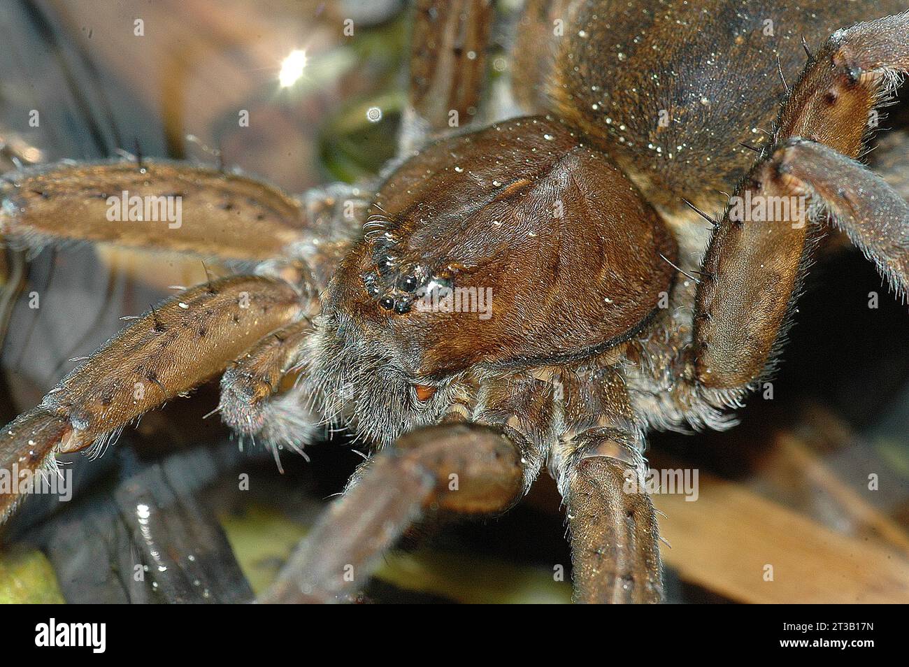 Spider raft Banque de photographies et d’images à haute résolution - Alamy
