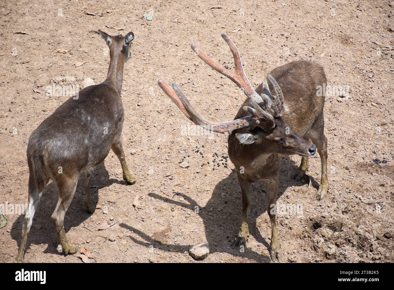 Deers dans le zoo et le parc de jardin d'attraction d'écotourisme dans ...
