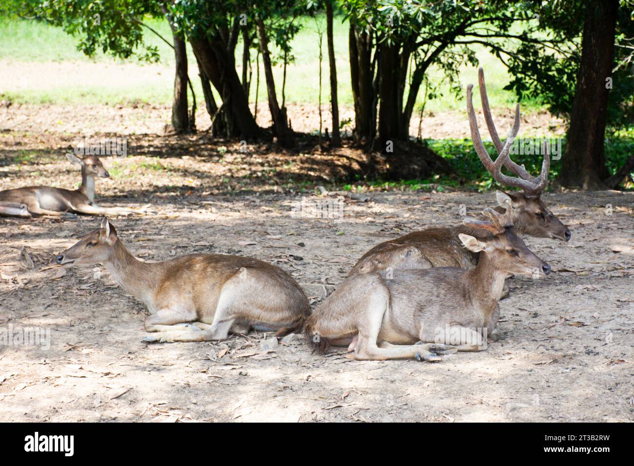 Deers dans le zoo et le parc de jardin d'attraction d'écotourisme dans ...