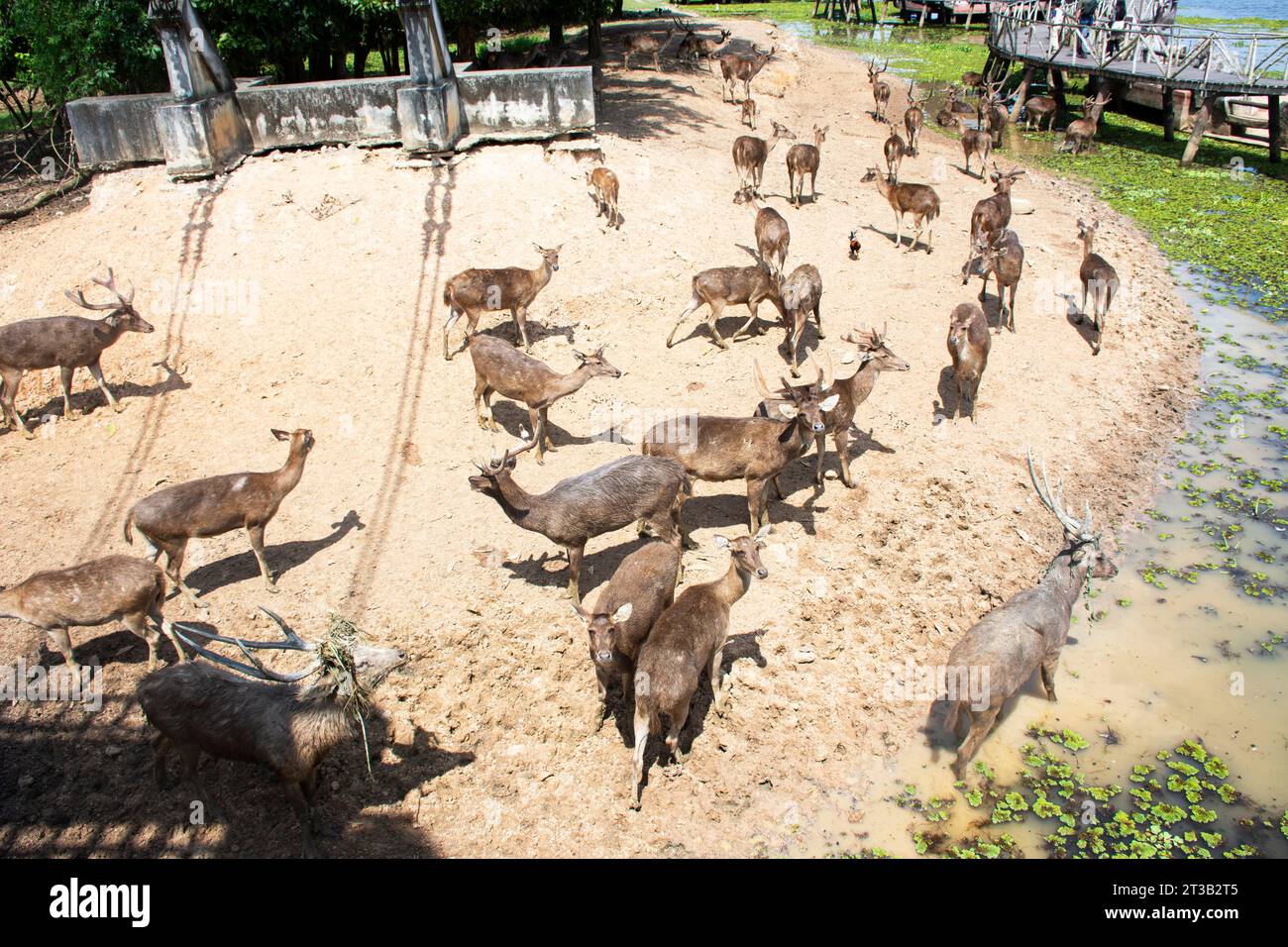 Deers dans le zoo et le parc de jardin d'attraction d'écotourisme dans ...