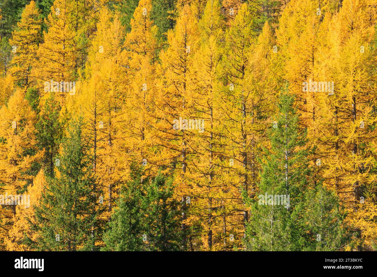 Deciduous conifer Banque de photographies et d’images à haute ...