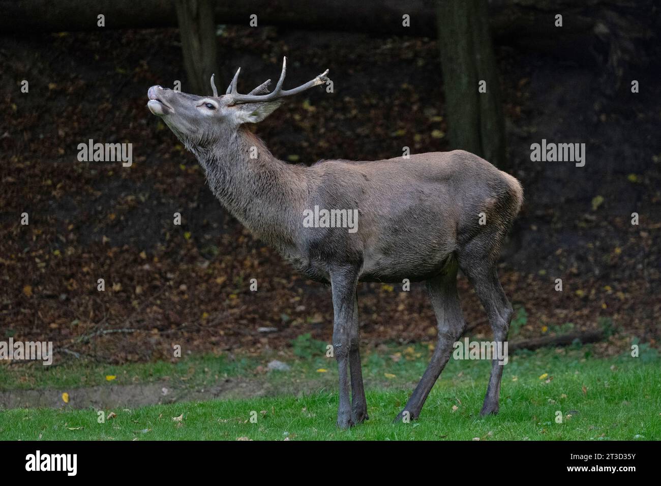Un beau cerf avec de grands bois dans une clairière en face de la forêt ...