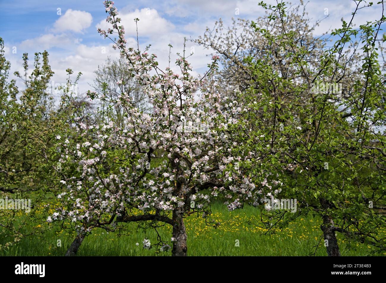 Verger de pommiers en fleurs Banque de photographies et d’images à ...