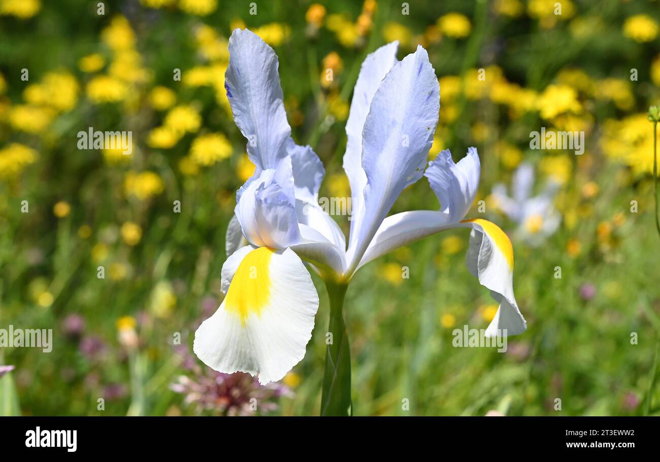 Wilde iris Banque de photographies et d’images à haute résolution - Alamy