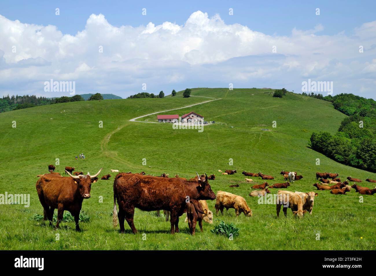 France, Haut Rhin, Sewen, massif ballon d Alsace, prairie de Wissgrut ...