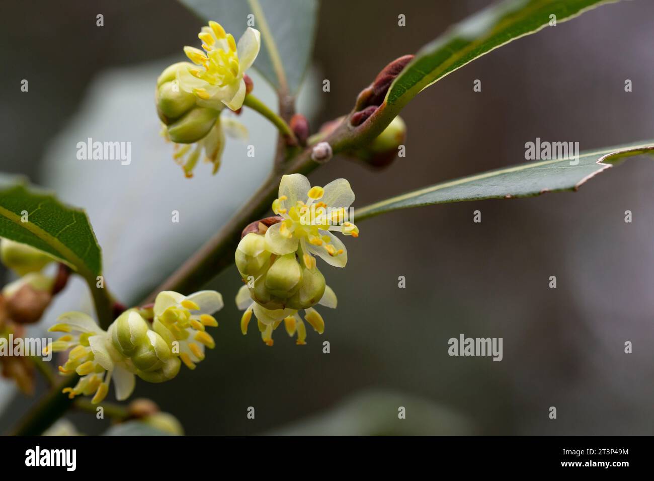 Laurus nobilis bush Banque de photographies et d’images à haute ...