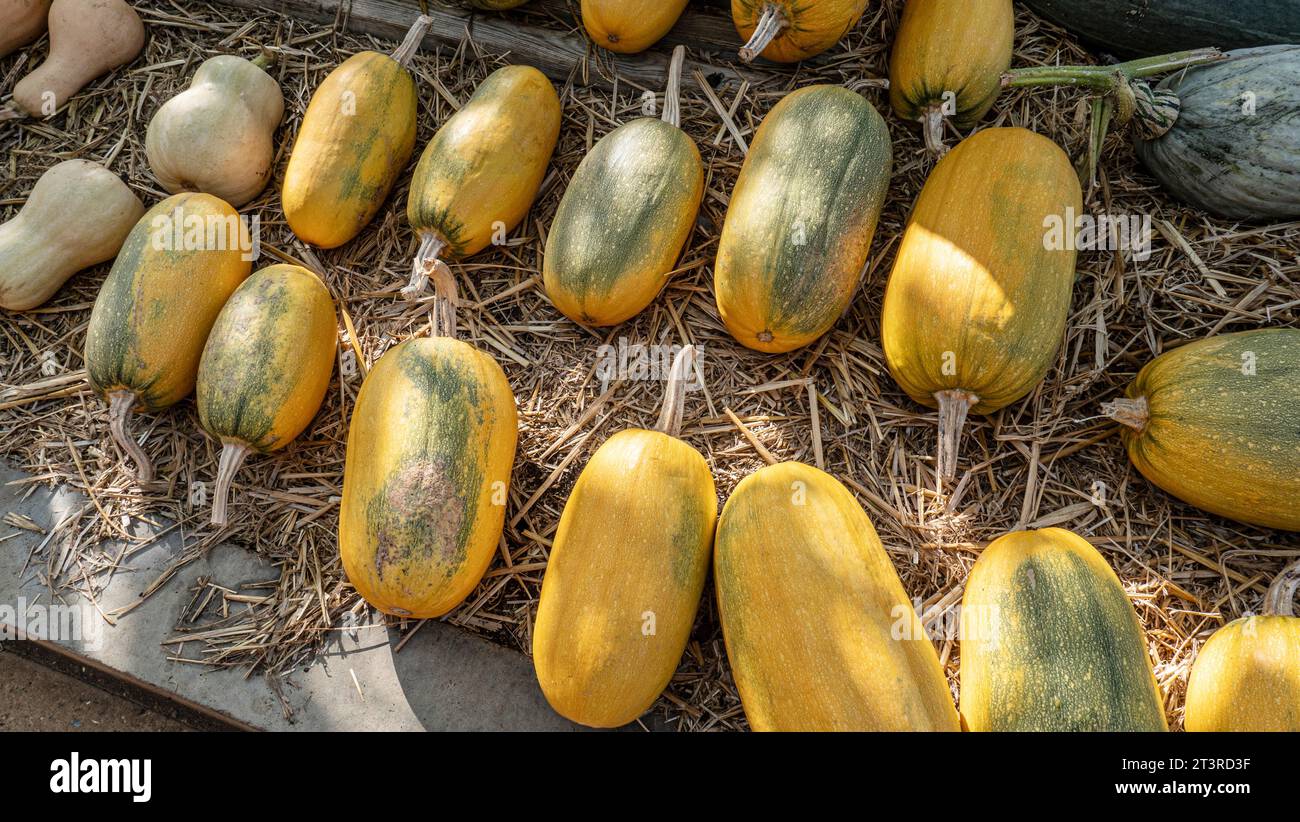 Courge spaghetti Banque de photographies et d’images à haute résolution ...
