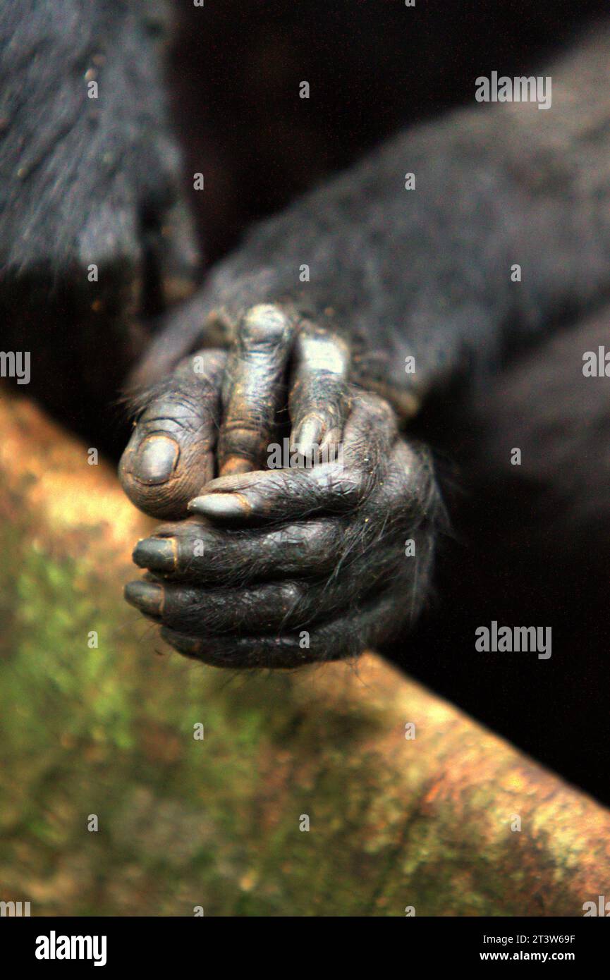 Primate study Banque de photographies et d’images à haute résolution ...