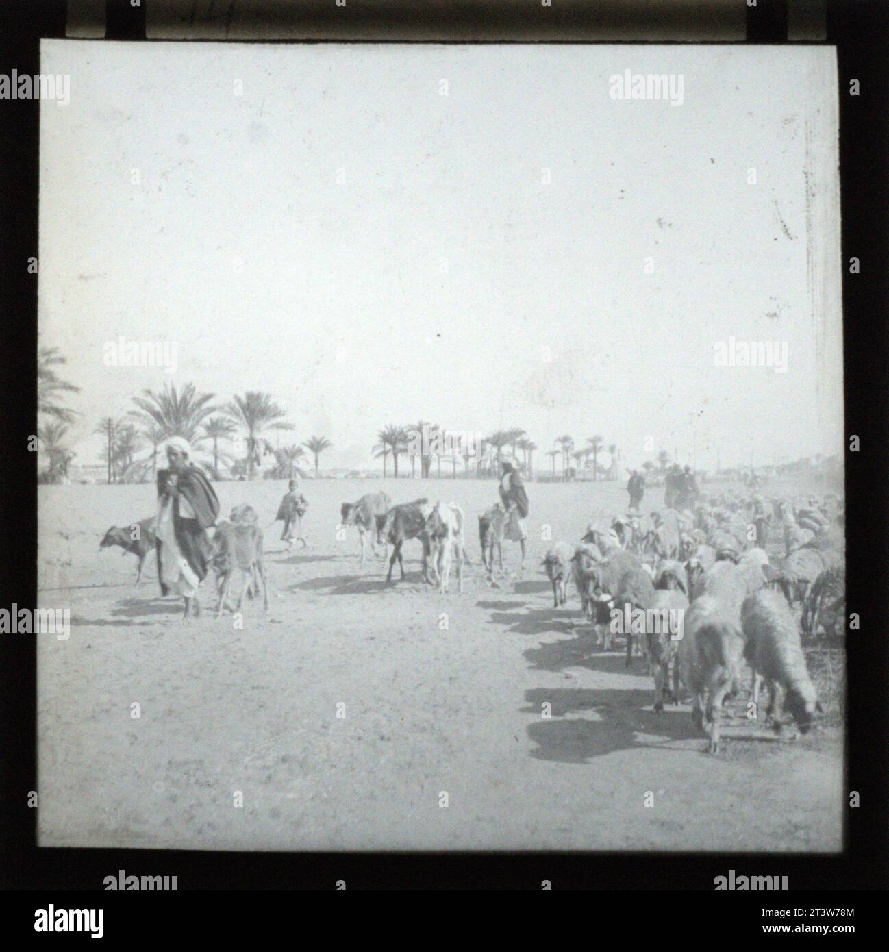 Cairo egypt 1920s Banque de photographies et d’images à haute ...