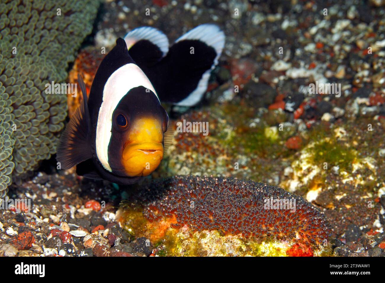 Yeux d'oeufs de poisson clown Banque de photographies et d’images à haute résolution - Alamy