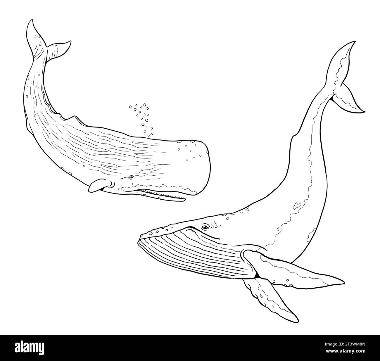 Cachalot et baleine bleue à colorier. Modèle pour un livre de coloriage ...