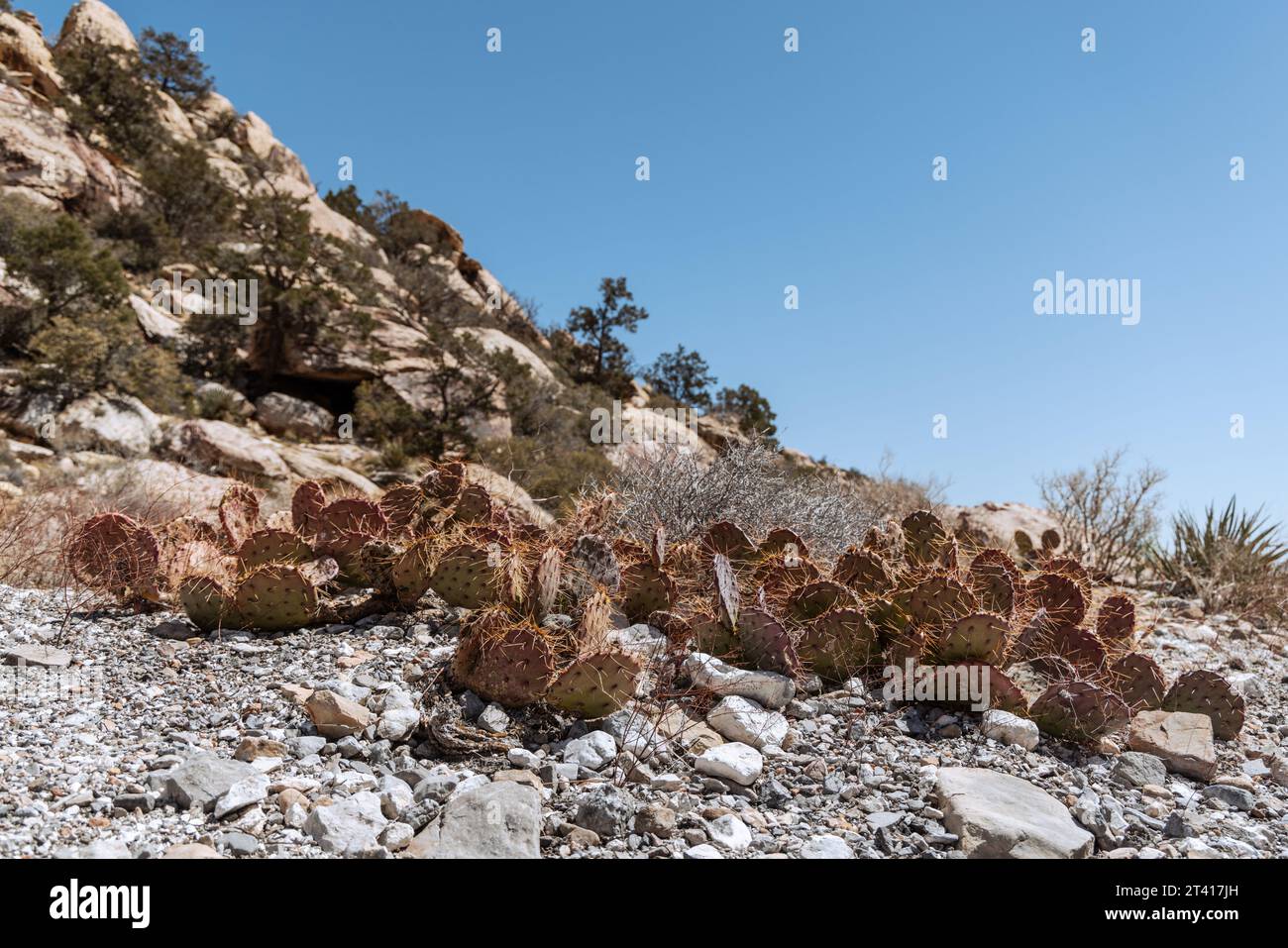 Cactus in nevada Banque de photographies et d’images à haute résolution ...