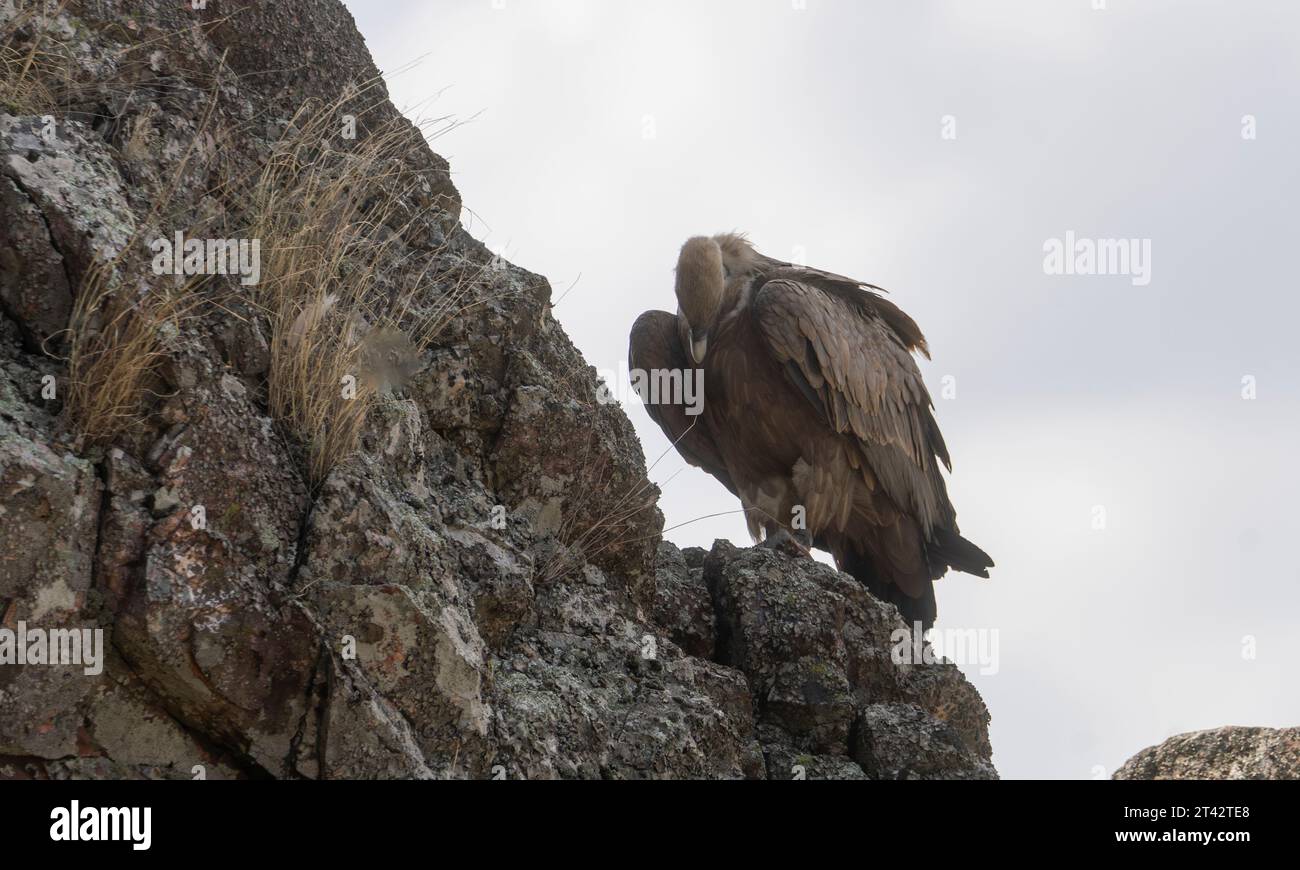 Vautour de Griffon perché au sommet d'une roche nettoyant et étirant ...