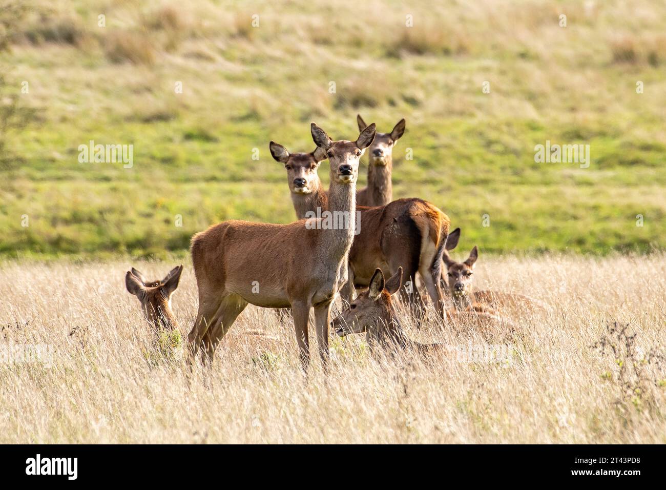 Windsor, Royaume-Uni. 28 octobre 2023. Le beau troupeau de cerfs rouges ...