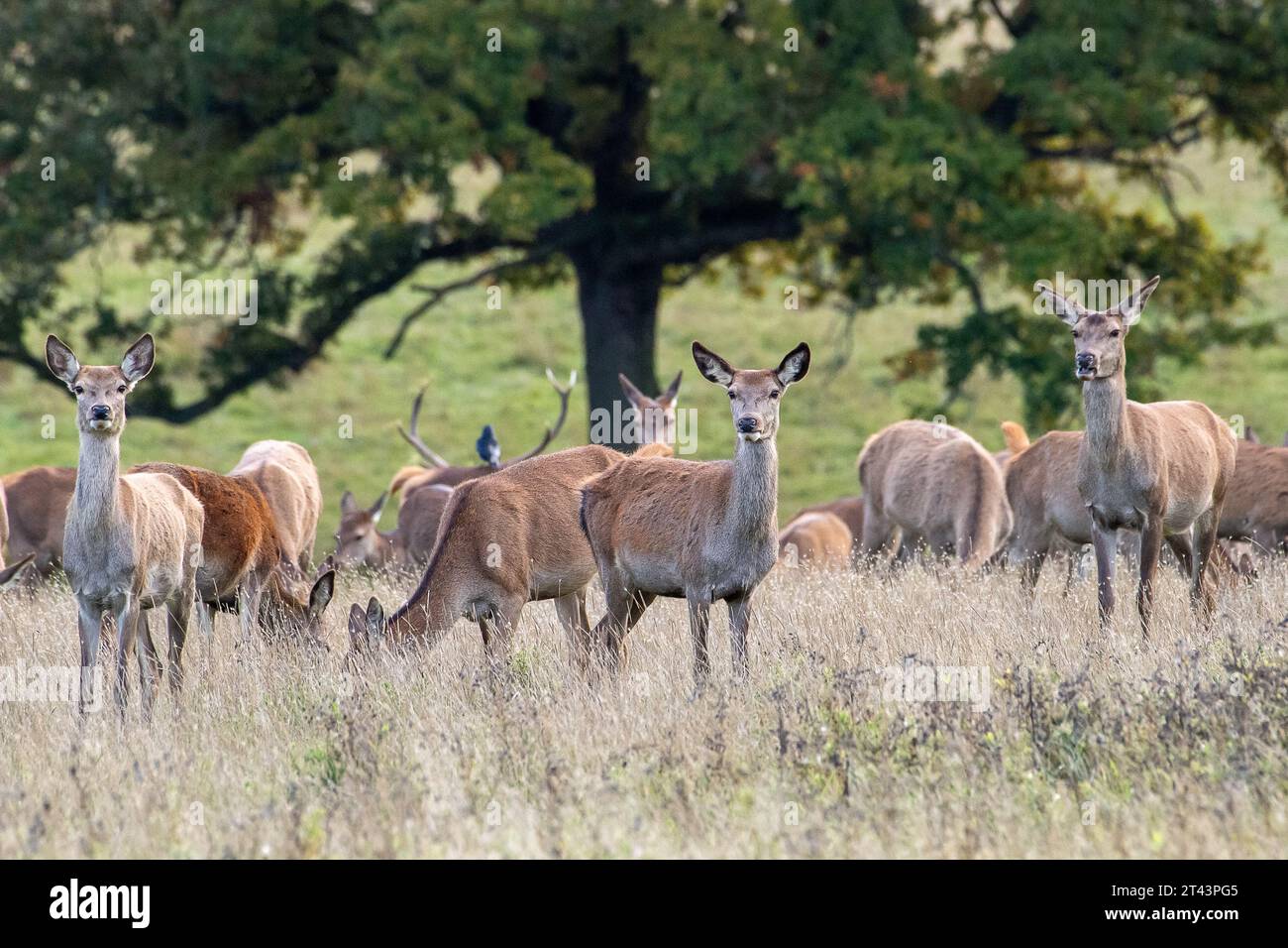 Windsor, Royaume-Uni. 28 octobre 2023. Le beau troupeau de cerfs rouges ...