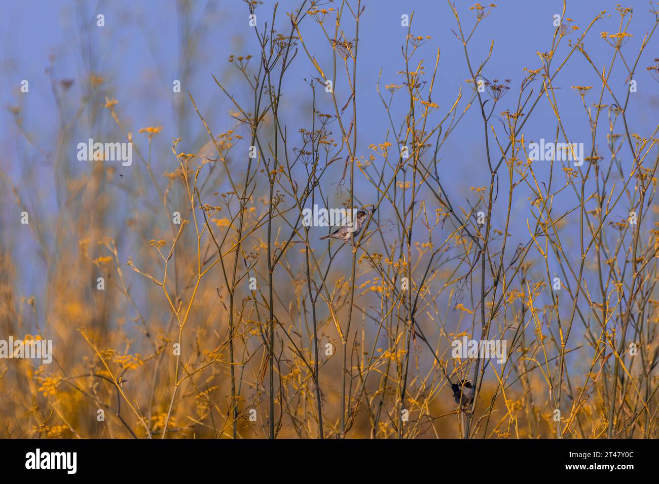 Oiseaux chanteurs et habitat faunique Banque de photographies et d ...