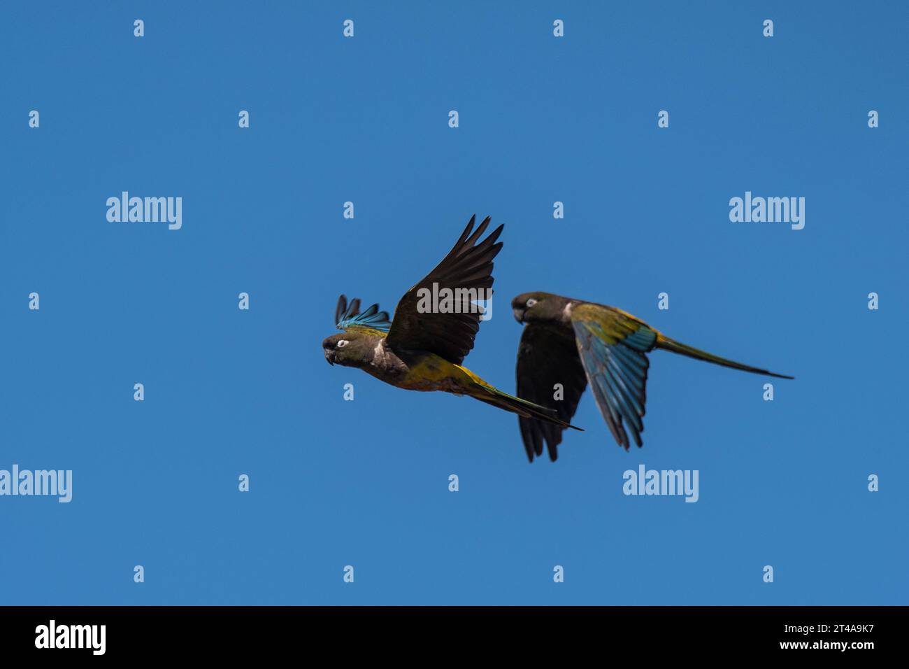 Perroquet en vol Banque de photographies et d’images à haute résolution ...