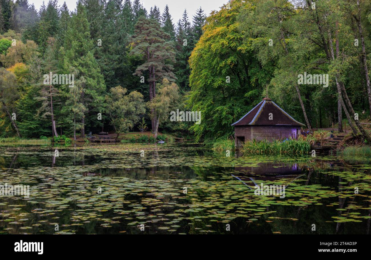 Faskally forest Banque de photographies et d’images à haute résolution ...