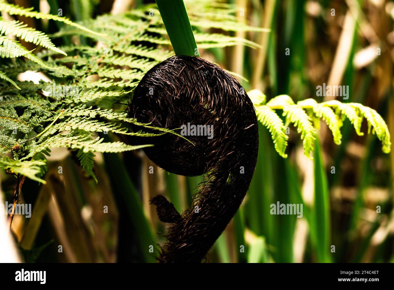 Ponga tree Banque de photographies et d’images à haute résolution - Alamy