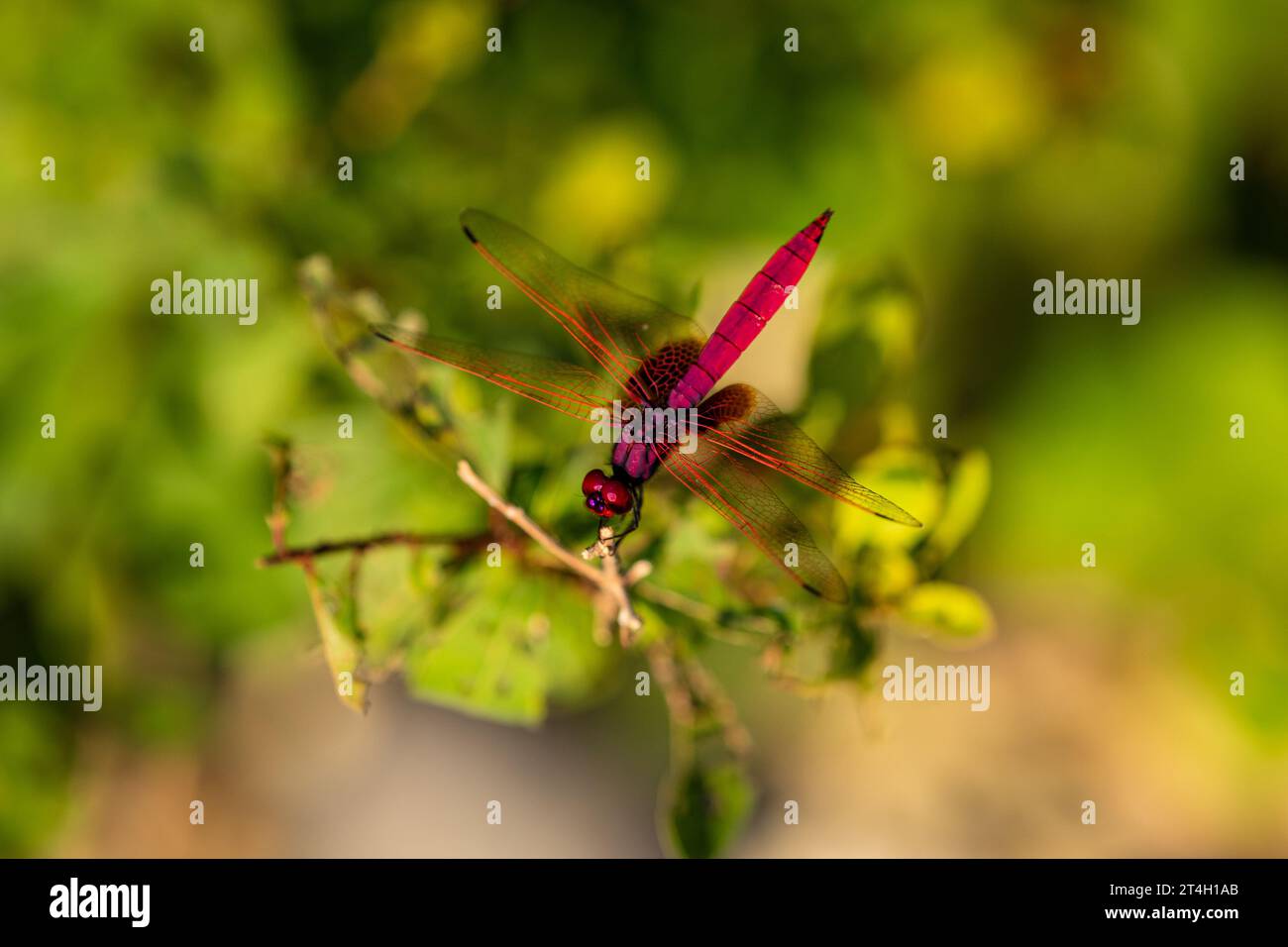 Libellules ailes transparentes Banque de photographies et d’images à ...