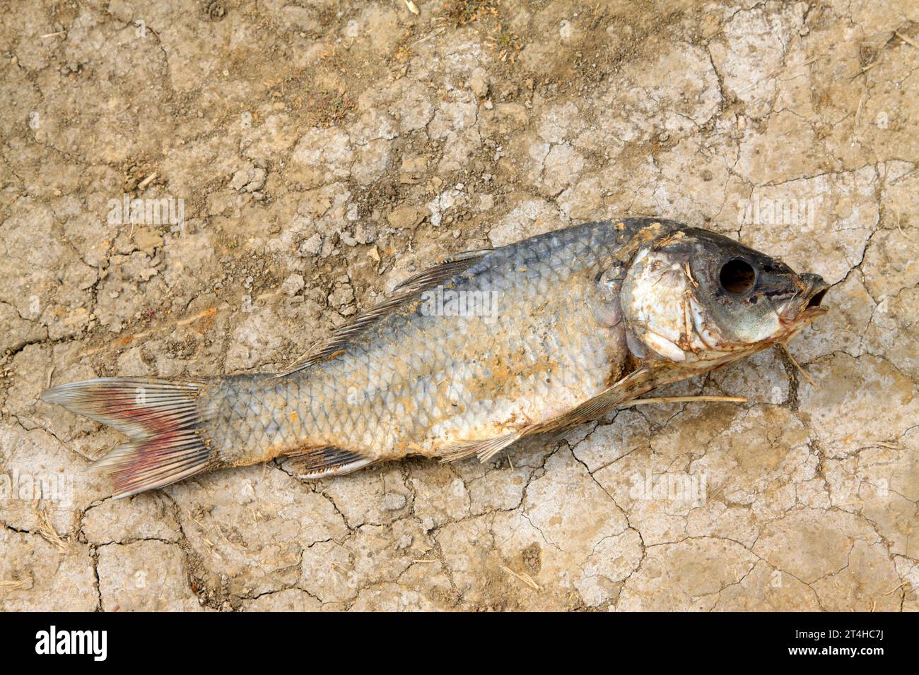 Poisson sur le sol Banque de photographies et d’images à haute ...