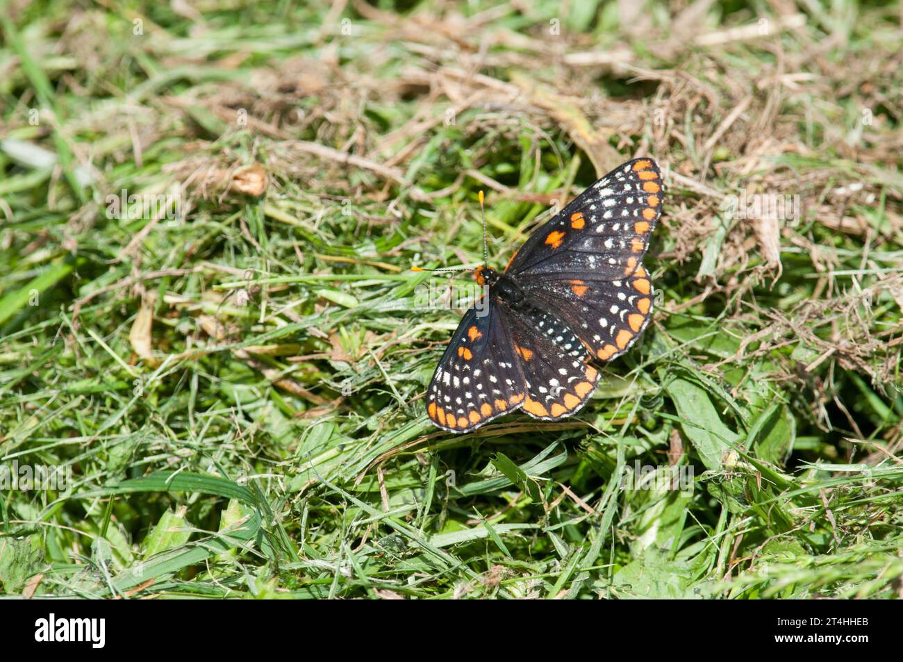 Tiny checkerspot Banque de photographies et d’images à haute résolution ...