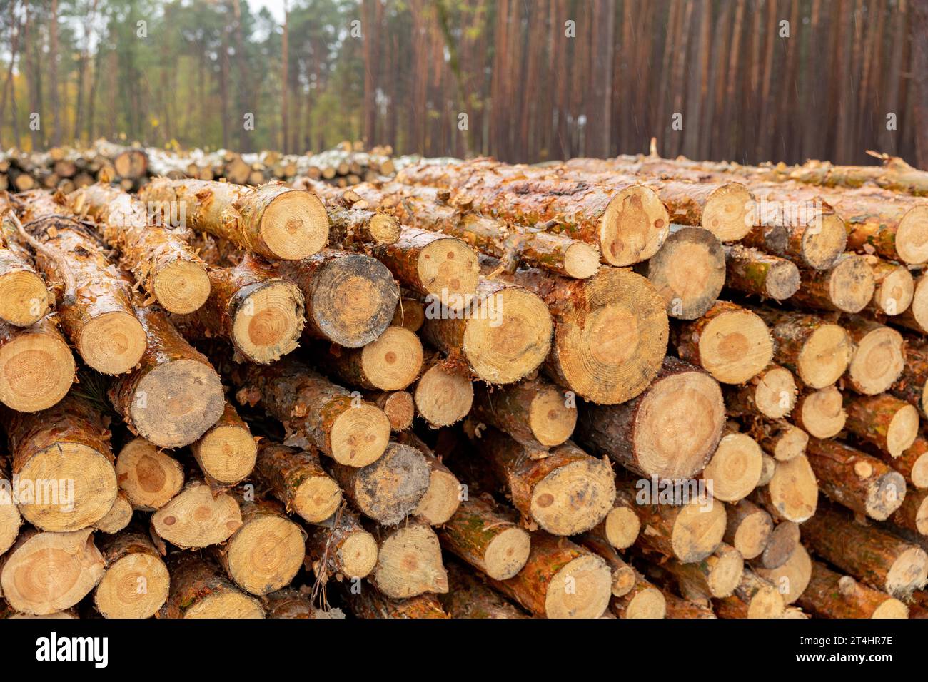 Des milliers de bûches empilées après la tempête qui a détruit les bois ...