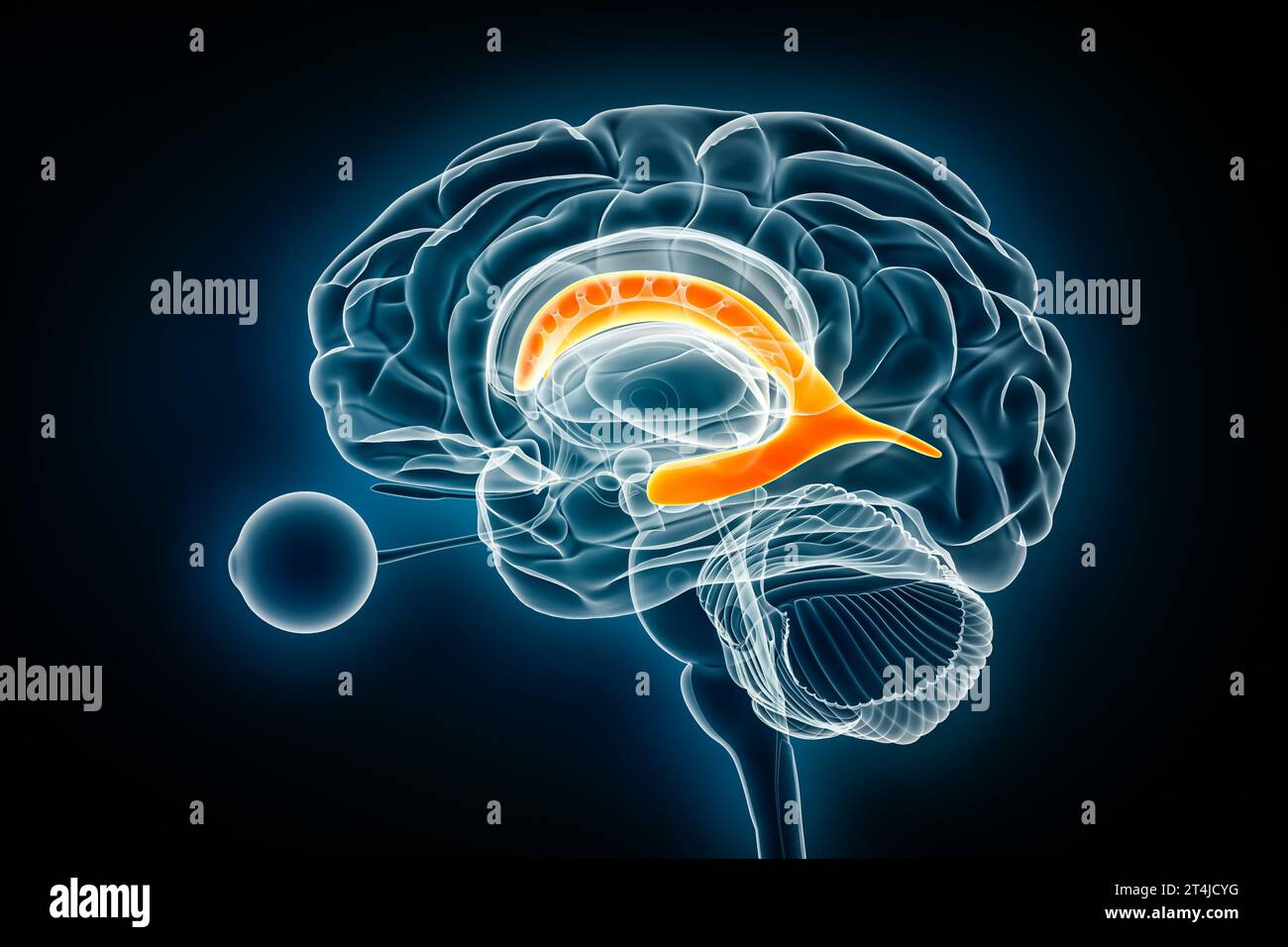 Cerveau humain anatomique Banque de photographies et d’images à haute ...