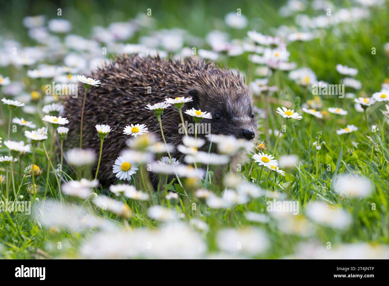 IGEL, Europäischer Igel, Westigel, Braunbrustigel, West-Igel ...