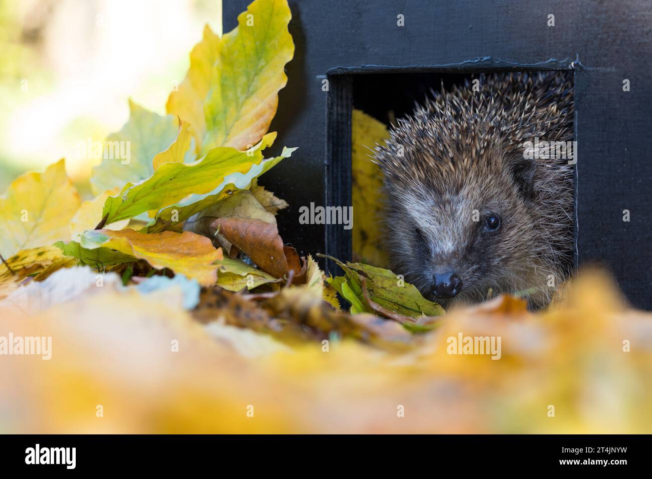 Igel aus Banque de photographies et d’images à haute résolution - Alamy